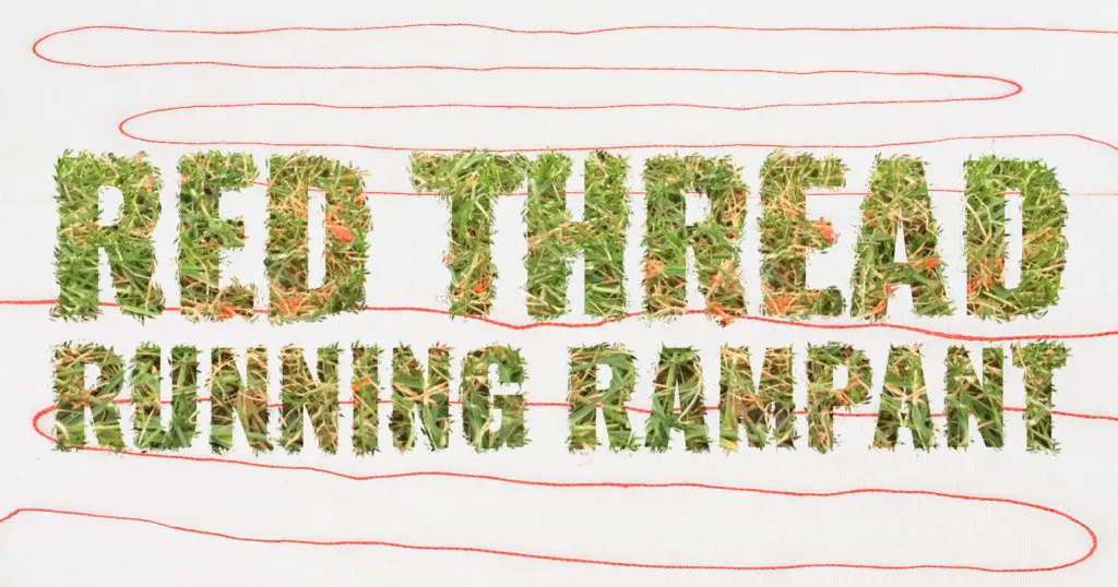 Is Red Thread Ruining Your Lawn?