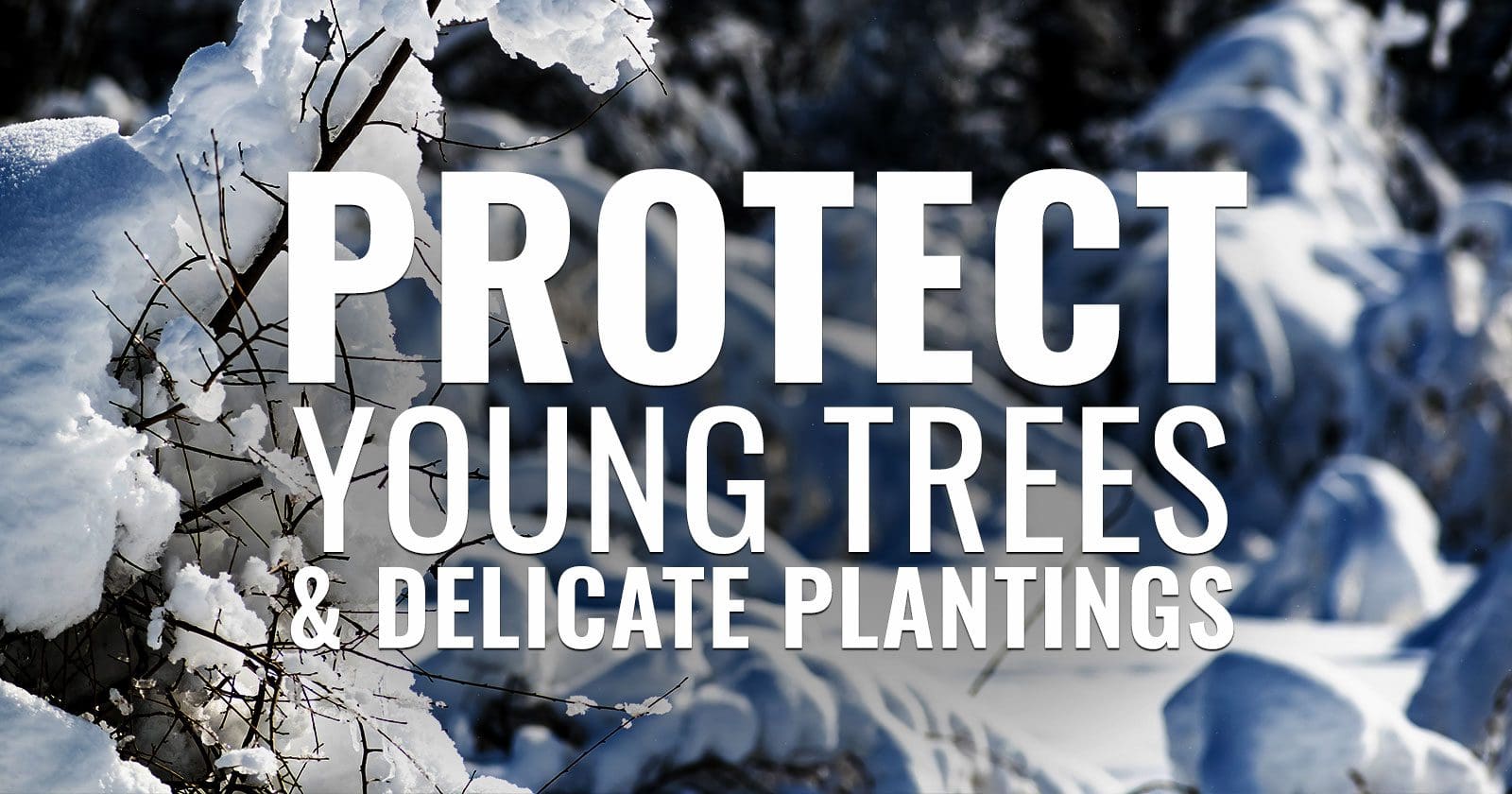 Winter Landscape Protection – Rowley, MA | Cole Landscaping